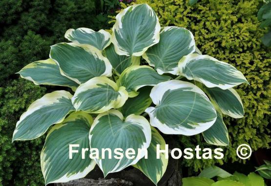 Hosta Orion's Belt - Fransen Hostas